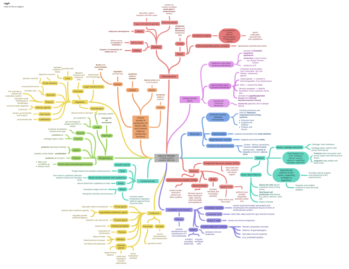 Cells & Tissues 11 Body Systems Mind Map - 11 body systems CANDLE MRS ...