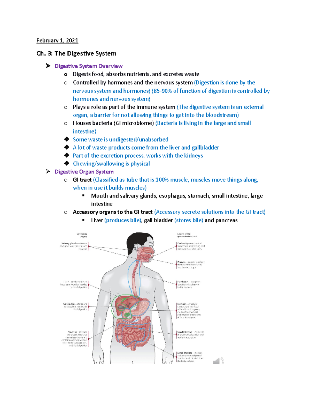 Ch. 3- The Digestive System - February 1, 2021 Ch. 3: The Digestive ...