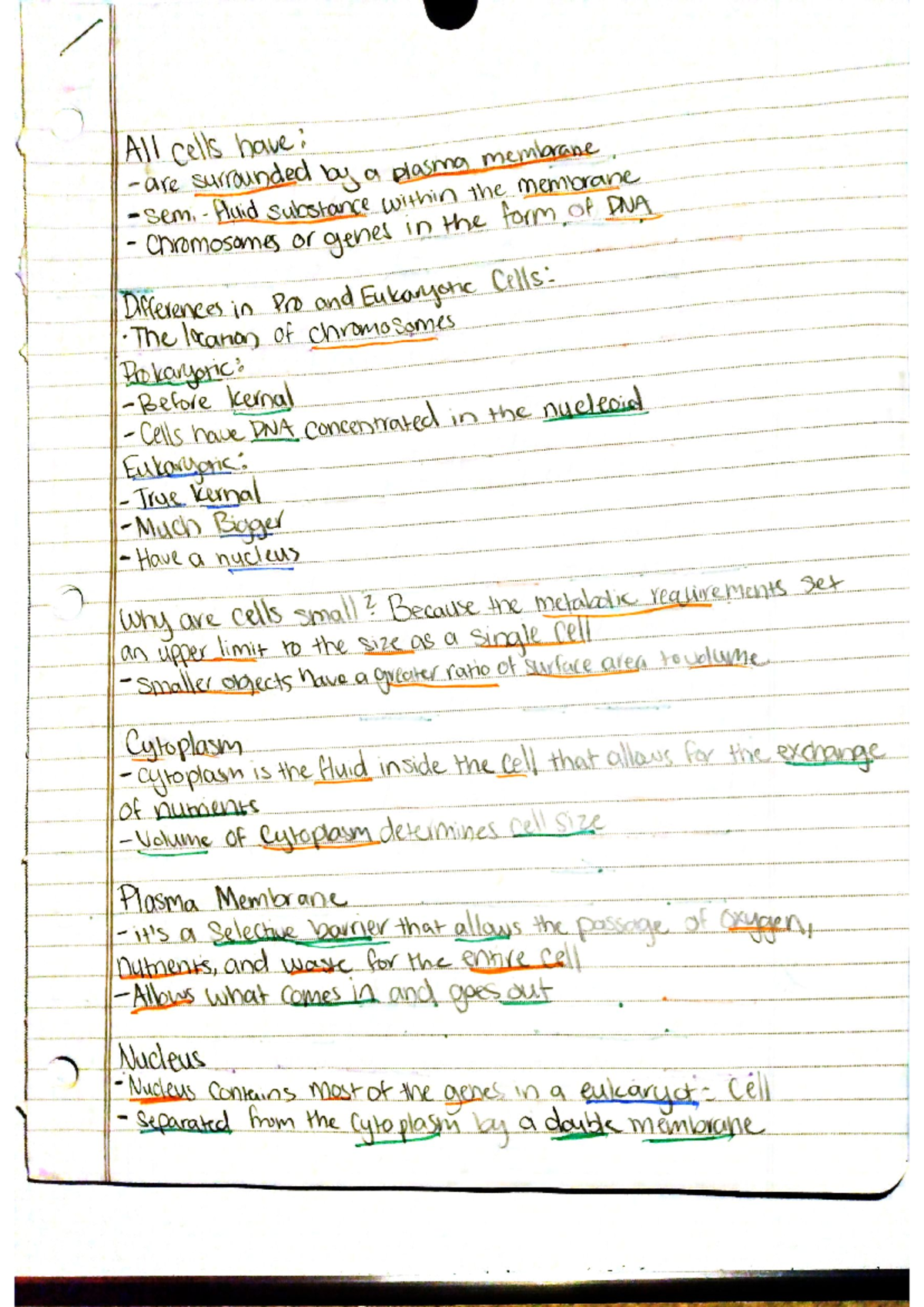 Unit 2 bio - Bio study guide - self made - All cells have: surrounded a ...
