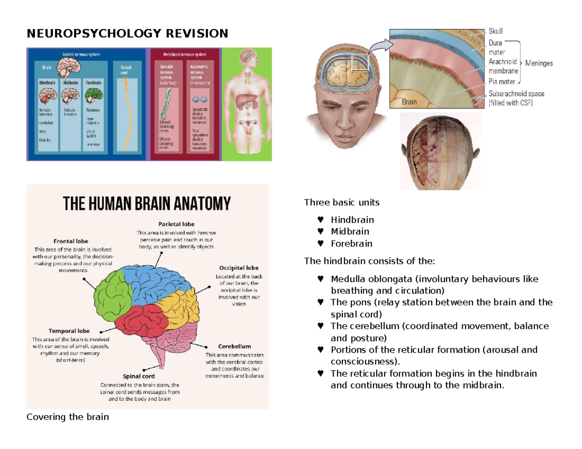 Neuro Summary Notes - NEUROPSYCHOLOGY REVISION 🧠 Covering the brain ...