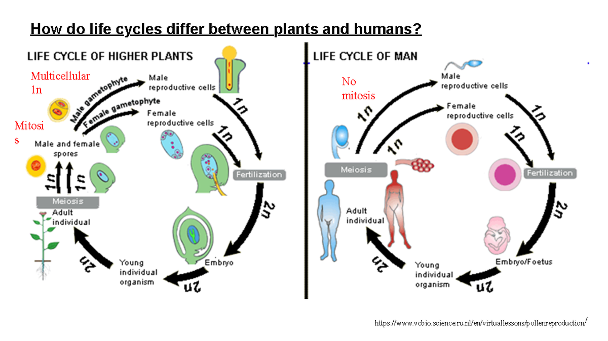 (1) lifecycle - Unit 1 lecture notes - How do life cycles differ ...