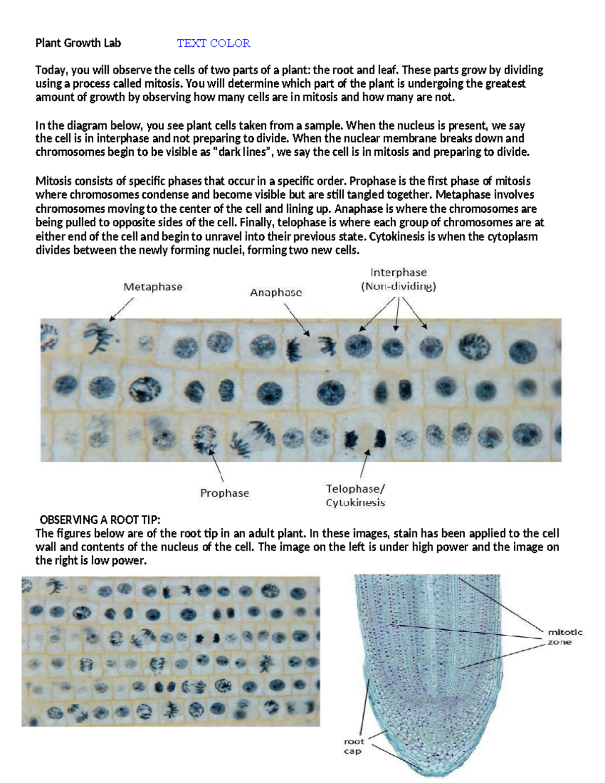 Copy of Copy of Mitosis Lab 2023 - Plant Growth Lab TEXT COLOR Today ...
