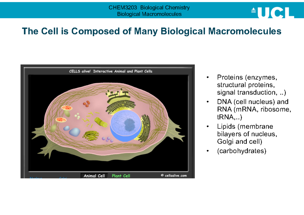 CHEM3203 Nucleic Acids Lectures - CHEM3203 Biological Chemistry ...
