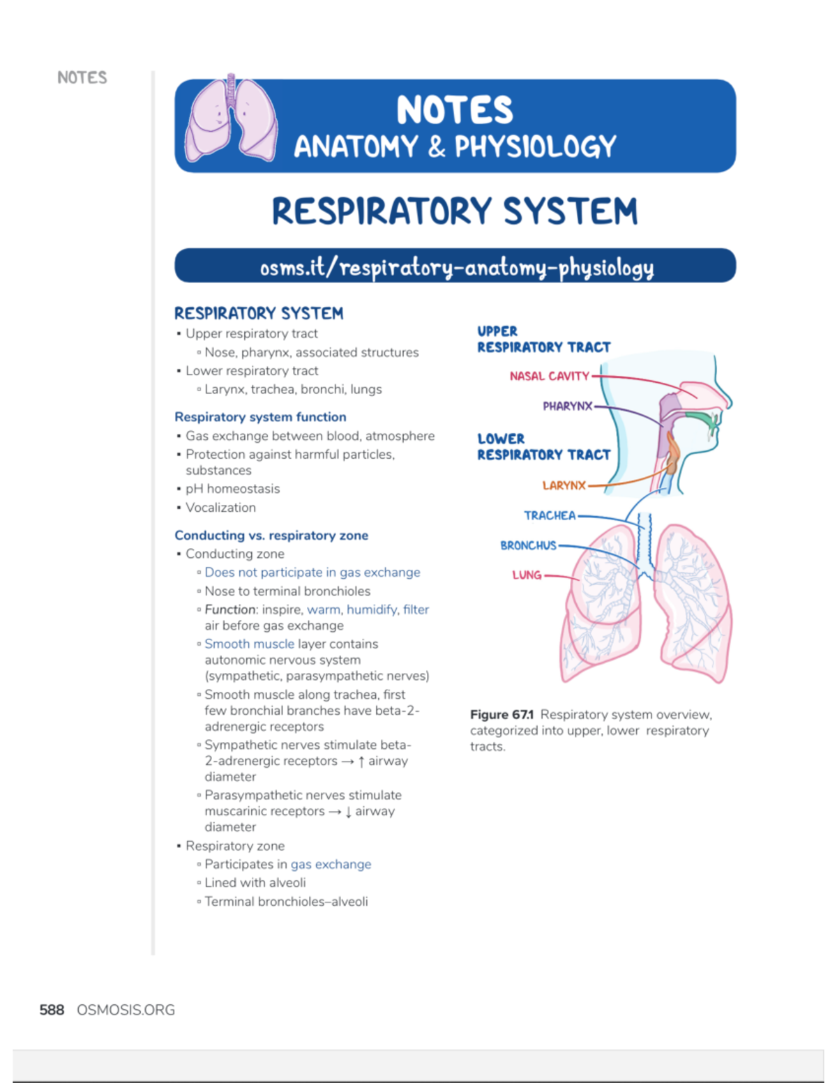 Anatomy and Physiology of the Respiratory System- Osmosis 2021 (Osmosis ...