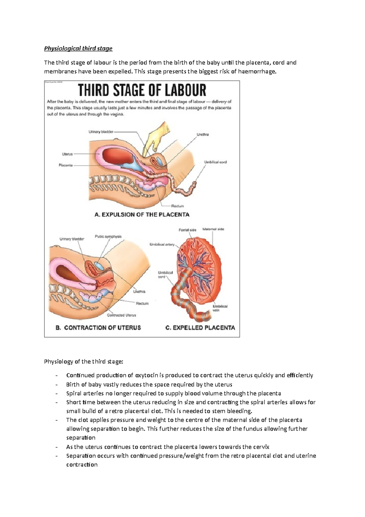 Physiological Third Stage This Stage Presents The Biggest Risk Of