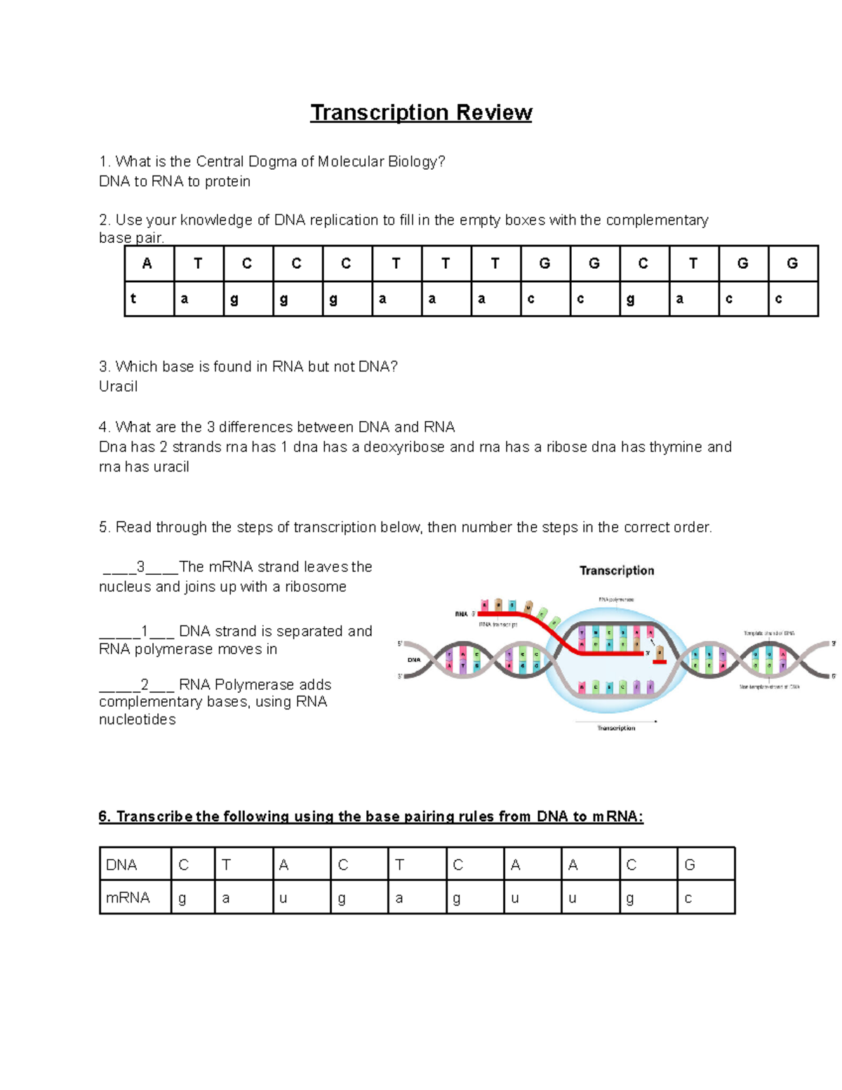 Transcription Practice-S2024 - Transcription Review 1. What is the ...