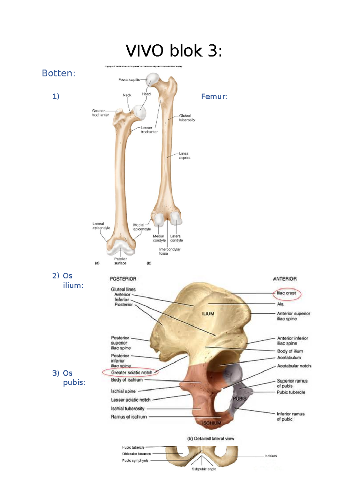 VIVO blok 3 - samenvatting van alle botpunten, spieren en ligamenten ...