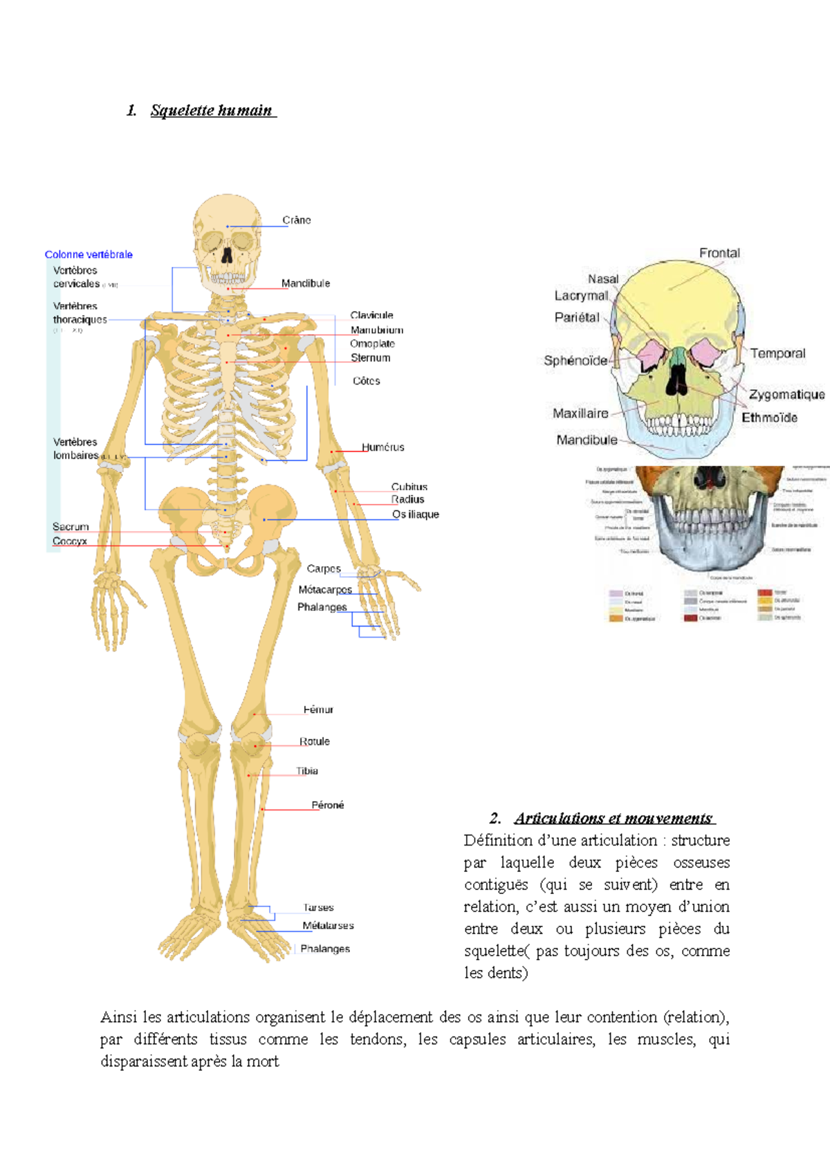Anatomie fonctionnelle - Squelette humain Articulations et mouvements ...