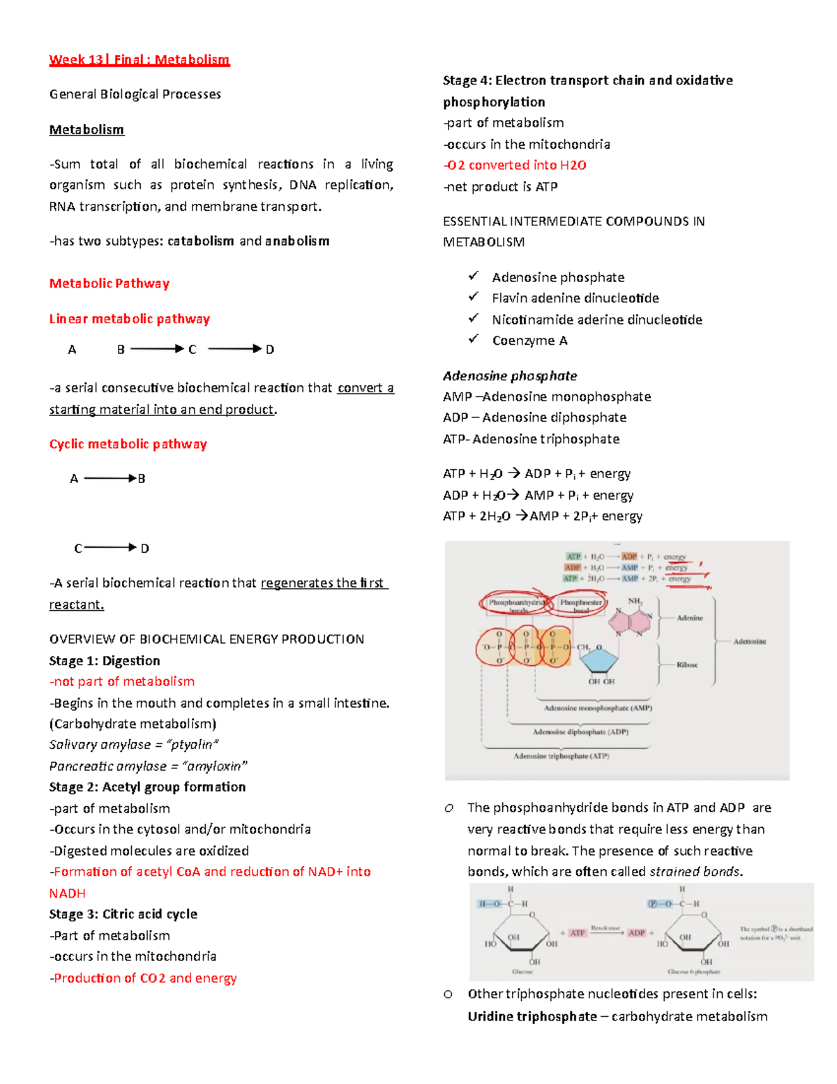 CHEM 123 Week 13 Metabolism - Week 13| Final : Metabolism General ...