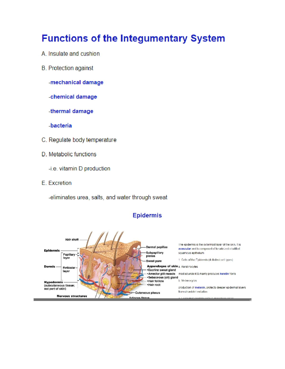 Integumentary systems - Insulate and cushion B. Protection against ...