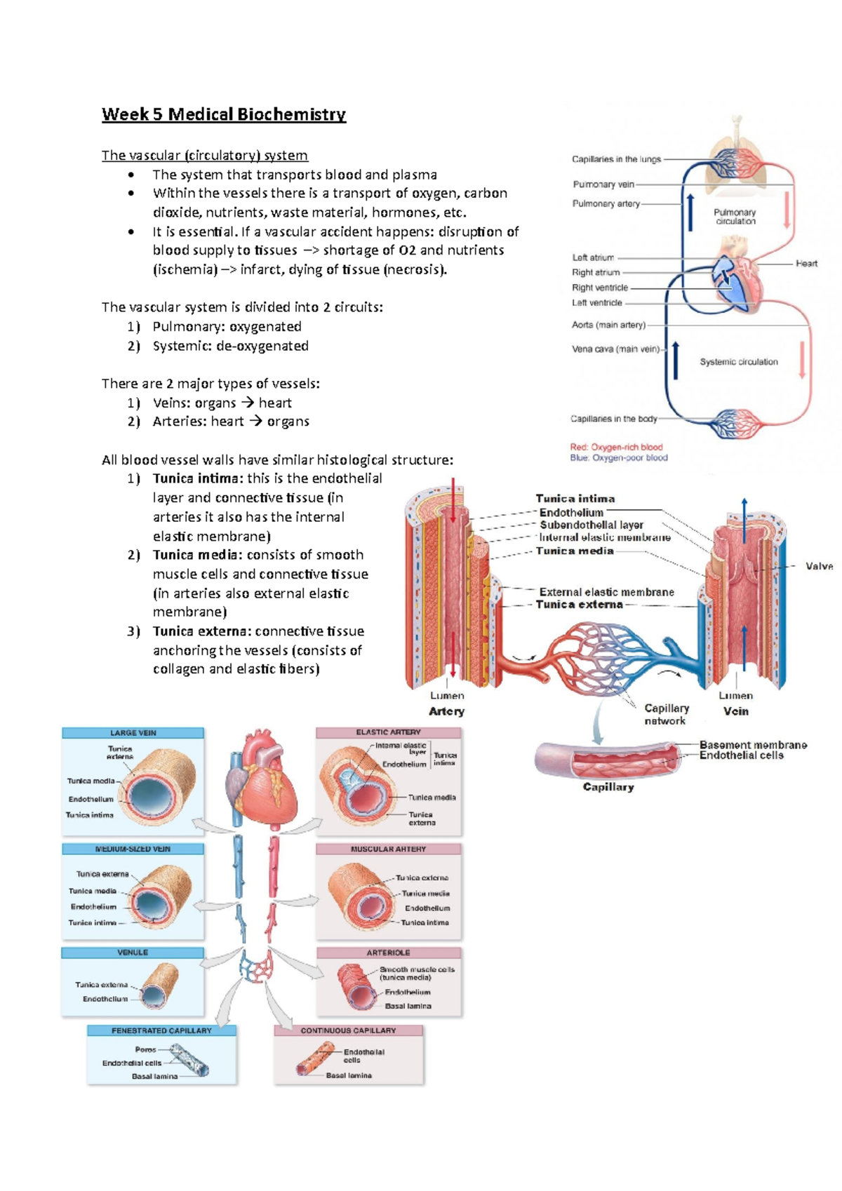 Week 5 Medical Biochemistry - Week 5 Medical Biochemistry The vascular ...