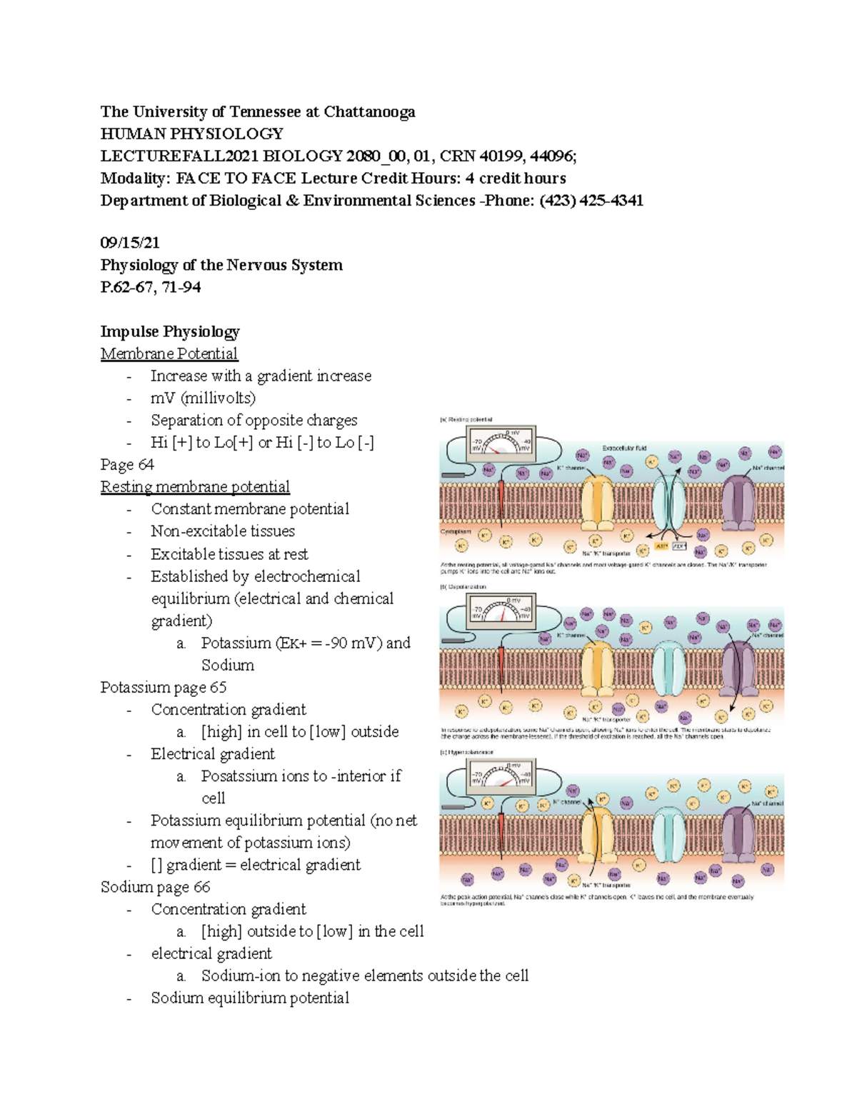 Pysiology Exam 2 Notes - The University of Tennessee at Chattanooga ...