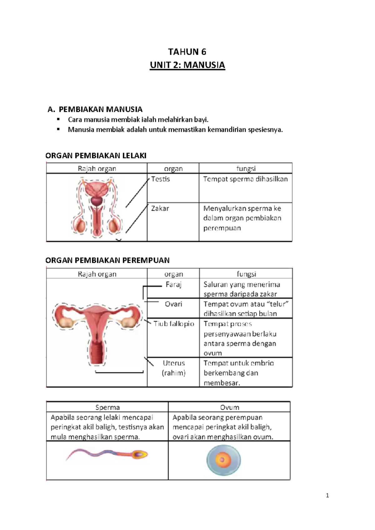 UNIT 2 Manusia - TAHUN 6 UNIT 2 : MANUSIA A. PEMBIAKAN MANUSIA Cara ...