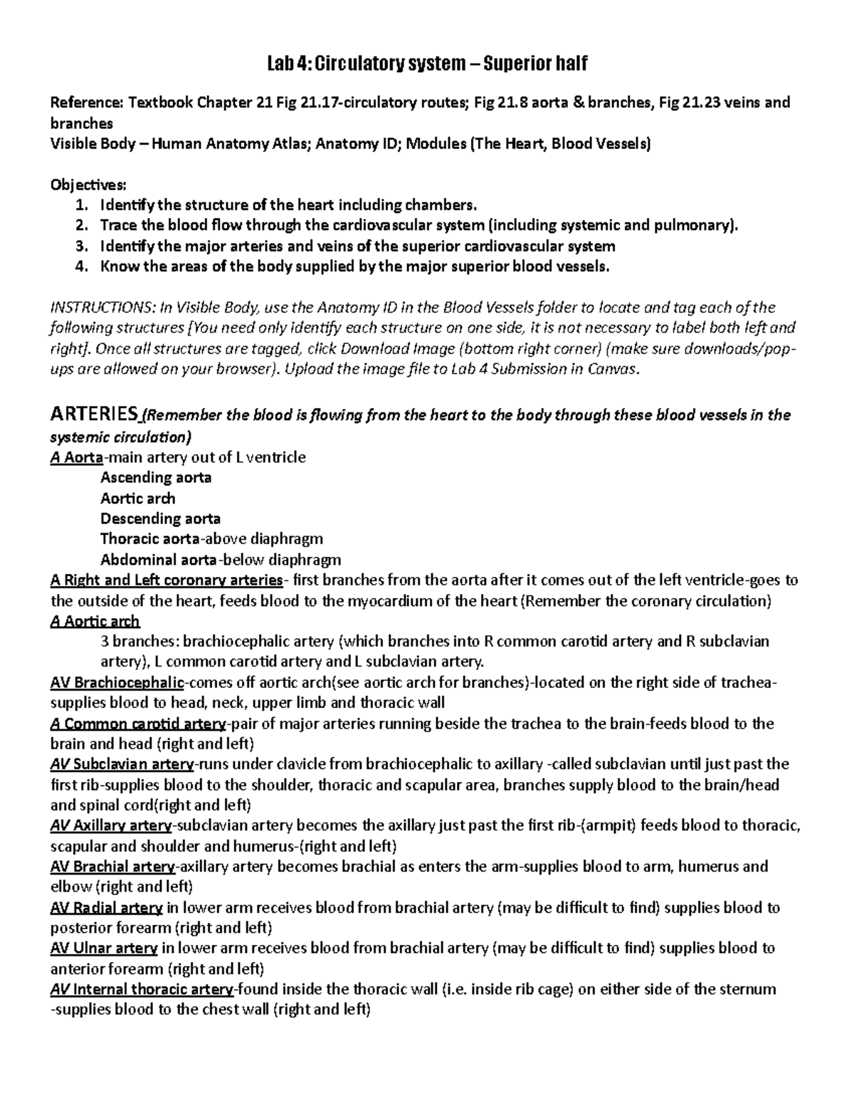 Lab 4 Circulatory Superior - Lab 4: Circulatory system – Superior half ...