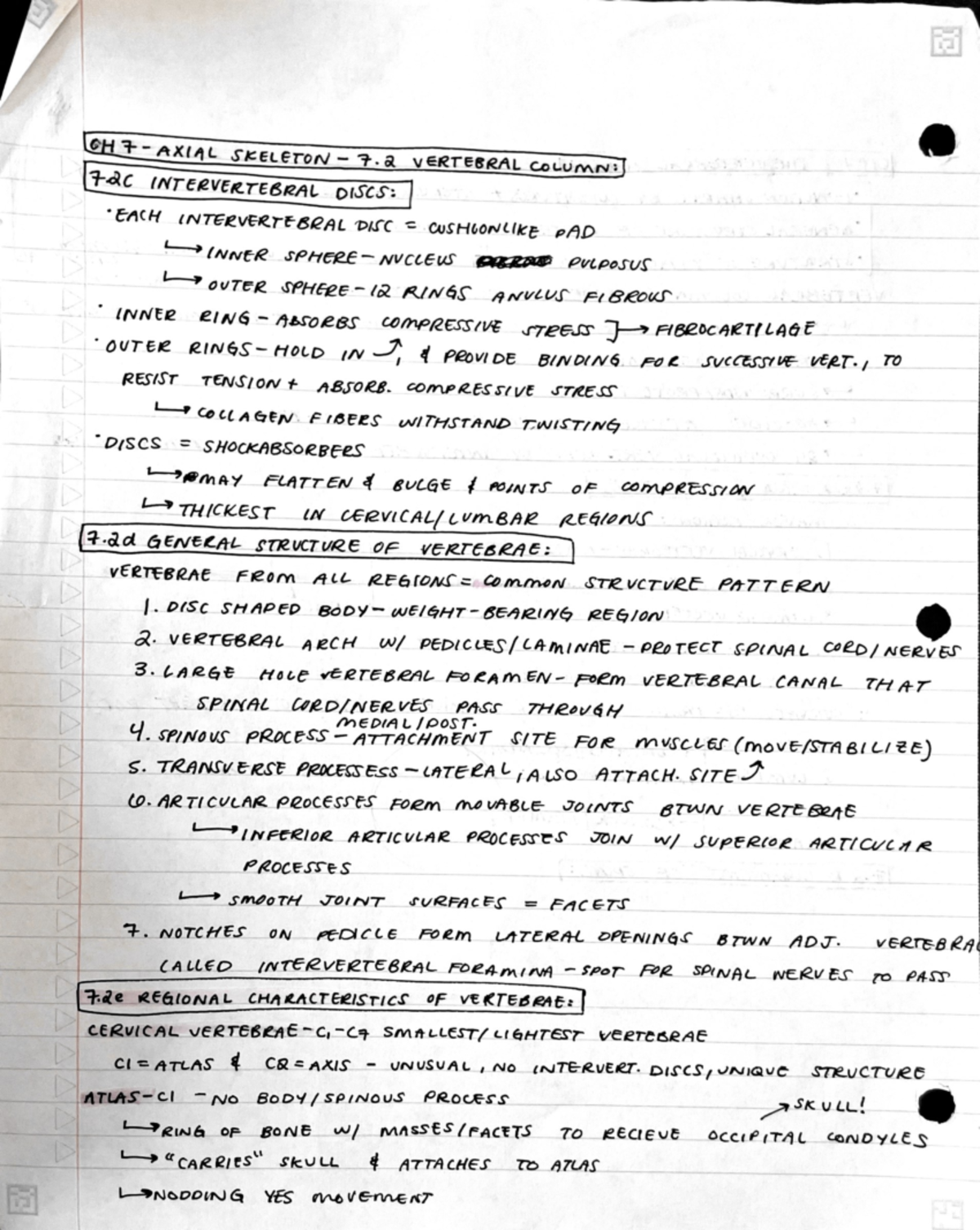 UNL BIOS 214- CH 7 NOTES - CH 7 AXIAL SKELETON 7 VERTEBRAL COLUMN: 72c ...
