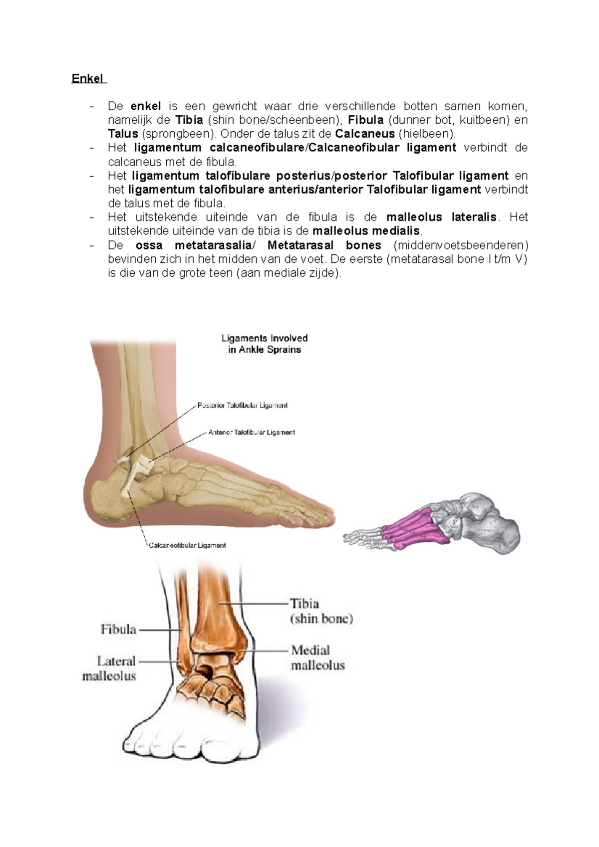 Anatomie voor het blok Start tot Arts - Enkel De enkel is een gewricht ...