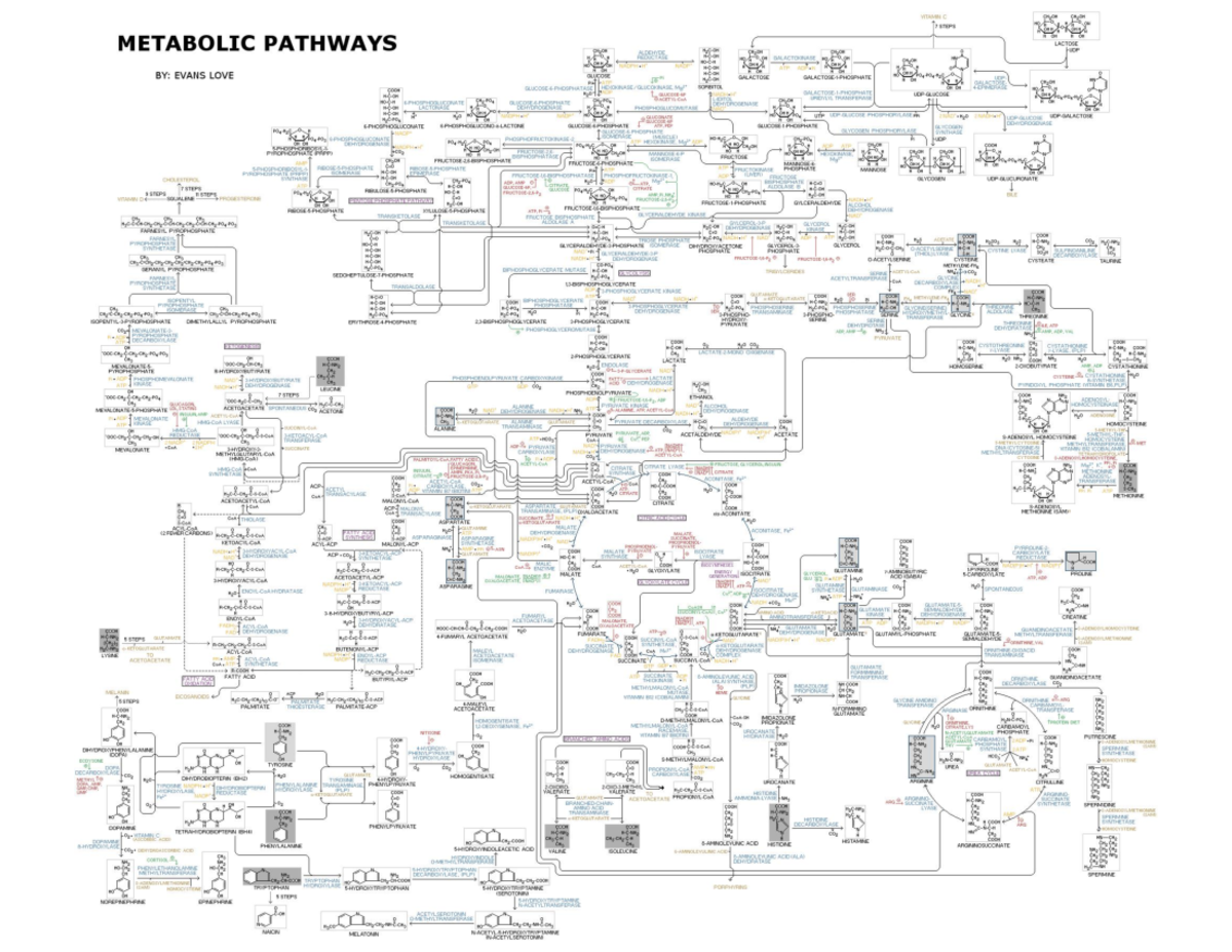 Mapa metabolico - MAPA MET - Bioquímica - Studocu