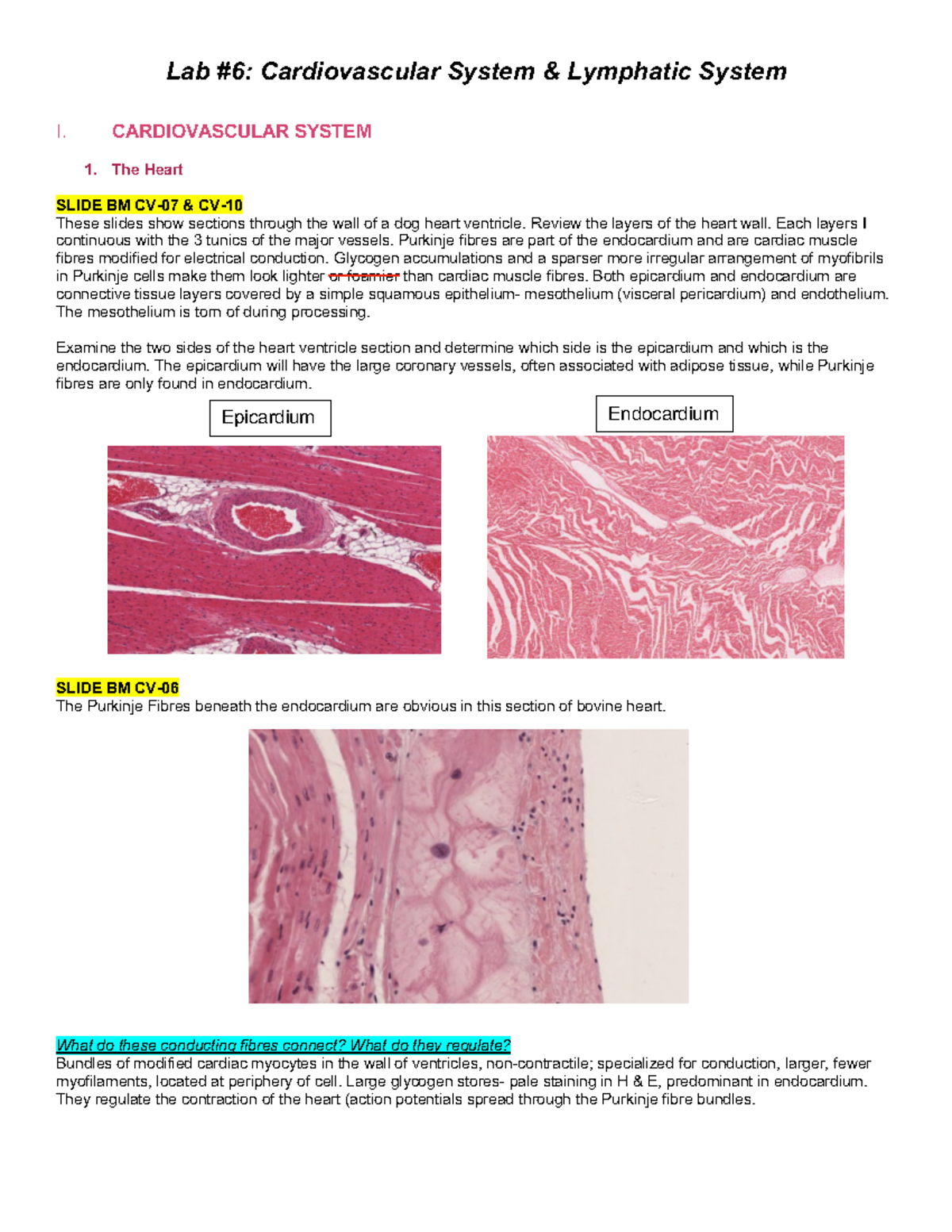 Lab #6 Part 1 Cardiovascular System - Lab #6: Cardiovascular System ...