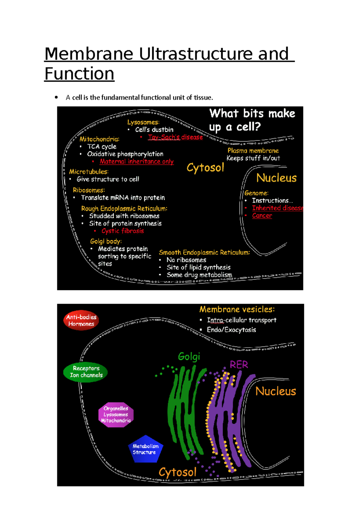 Membrane Ultrastructure and Function - Membrane Ultrastructure and Function A cell is the - Studocu