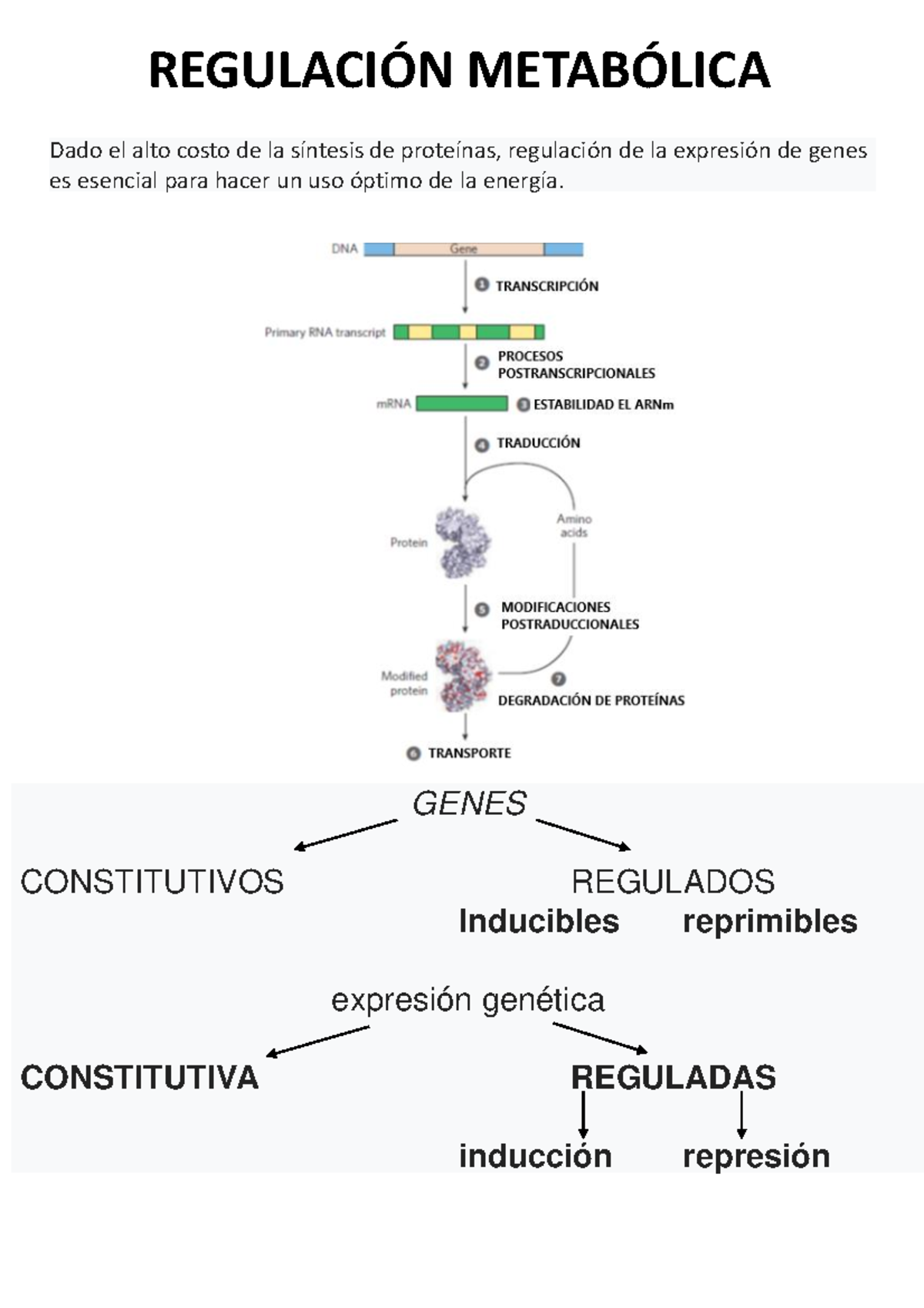 22- Regulacion Metabolica - REGULACIÓN METABÓLICA Dado el alto costo de ...