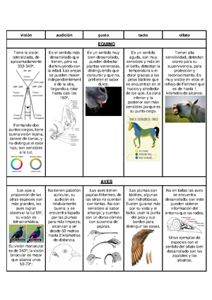 Actividad 2 - conocer la importancia de los órganos de los sentidos en ...
