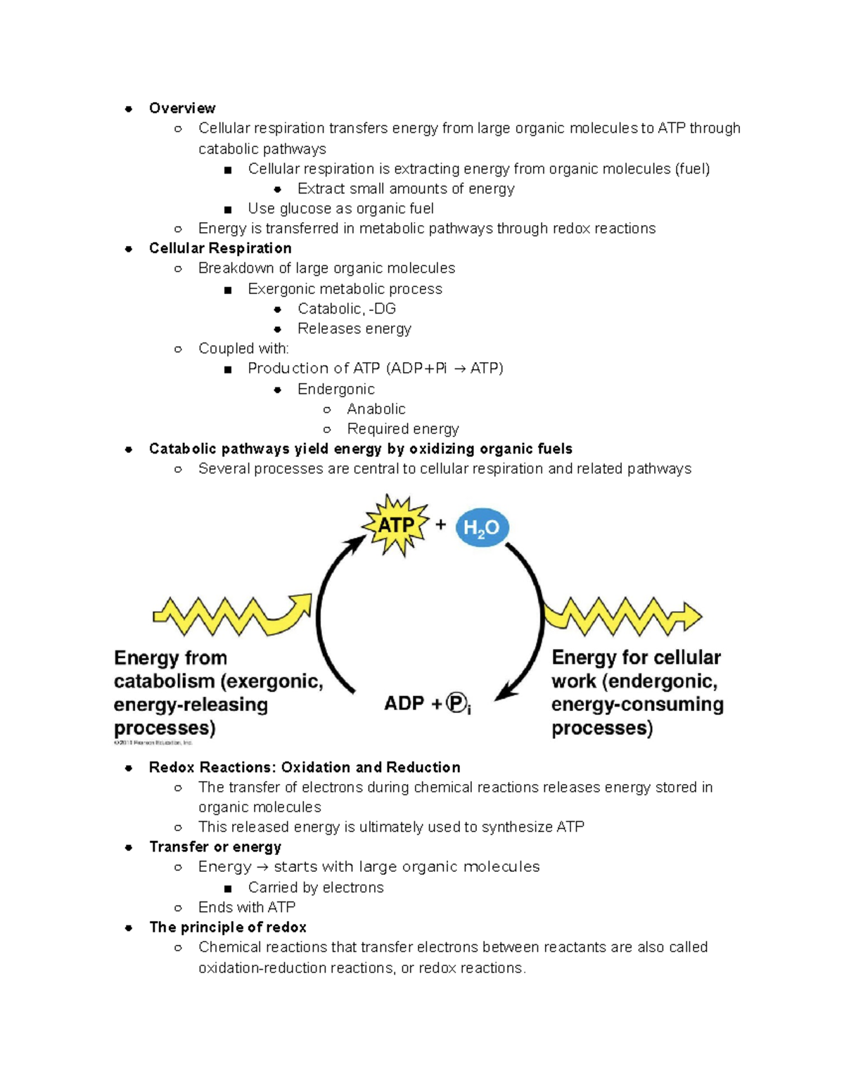 Chapter 9 Notes - Overview Cellular respiration transfers energy from ...