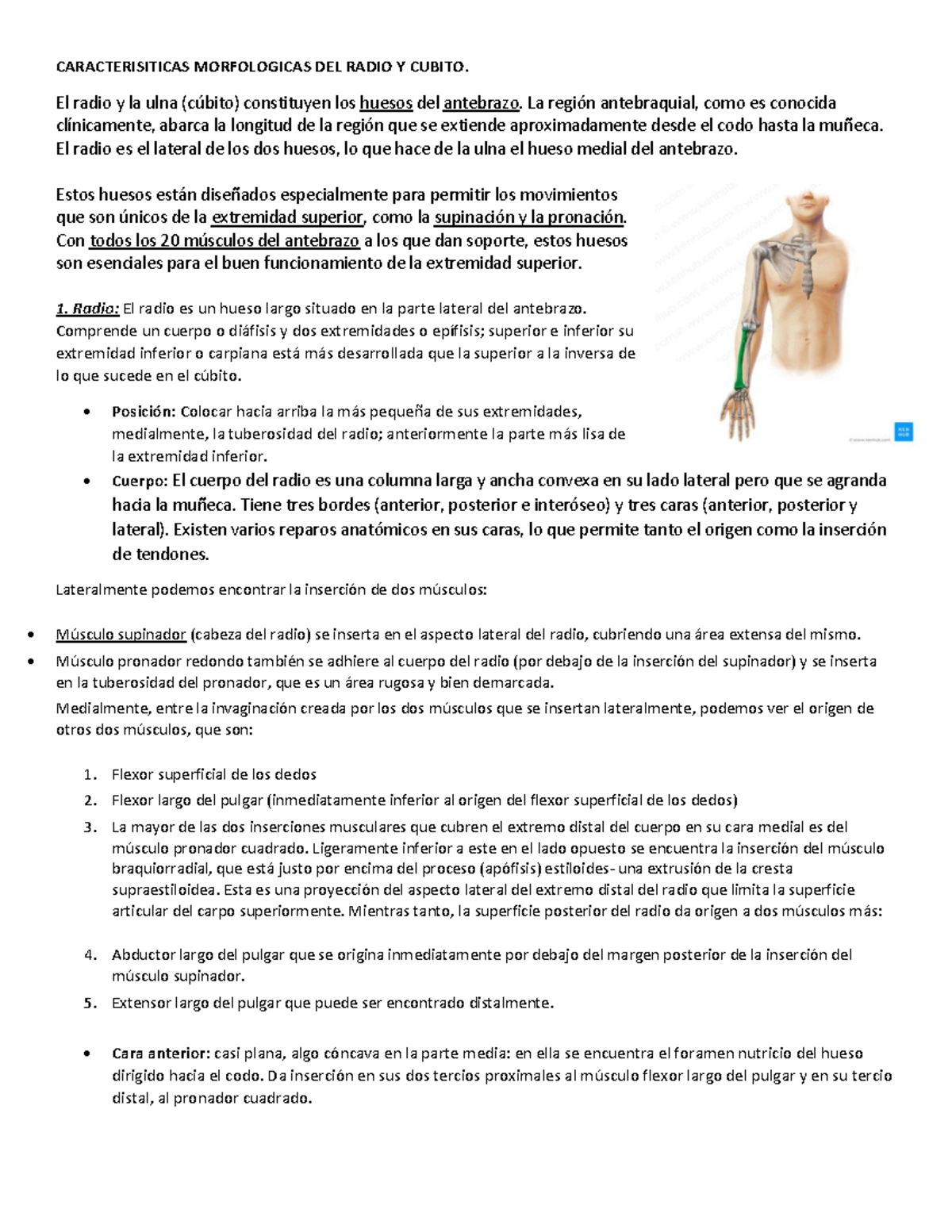 Radio Y Cubito - CARACTERISITICAS MORFOLOGICAS DEL RADIO Y CUBITO. El ...