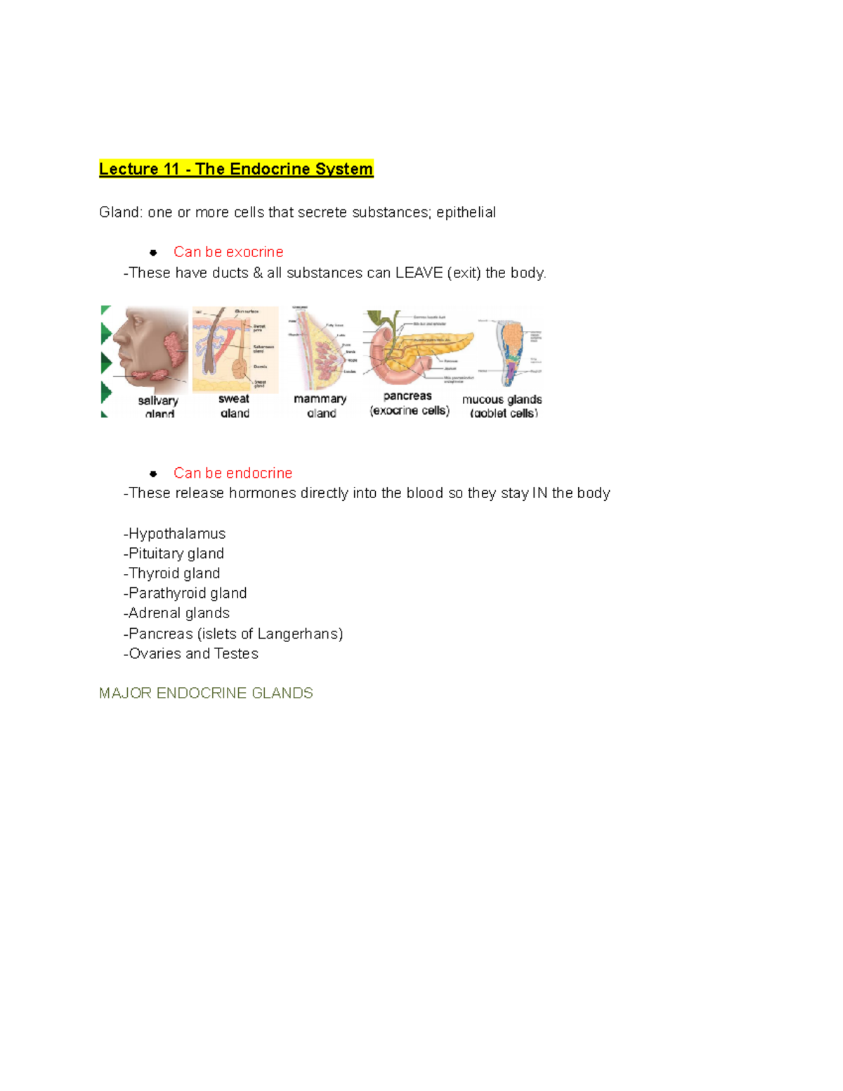 Lecture 11 HAP401 - The endocrine system, gardette teacher - Lecture 11 ...