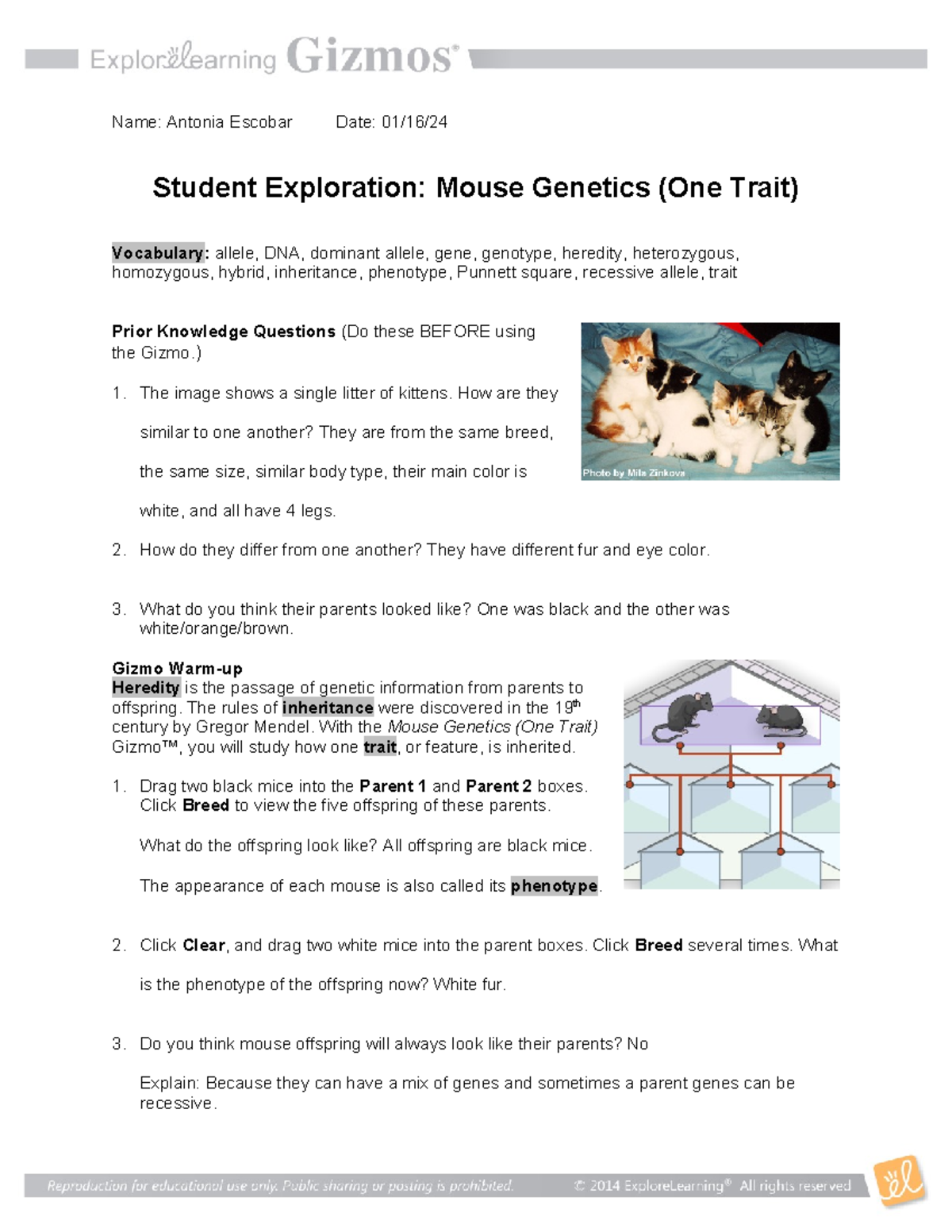 Mouse Genetics SE - .... - Name: Antonia Escobar Date: 01/16/ Student ...