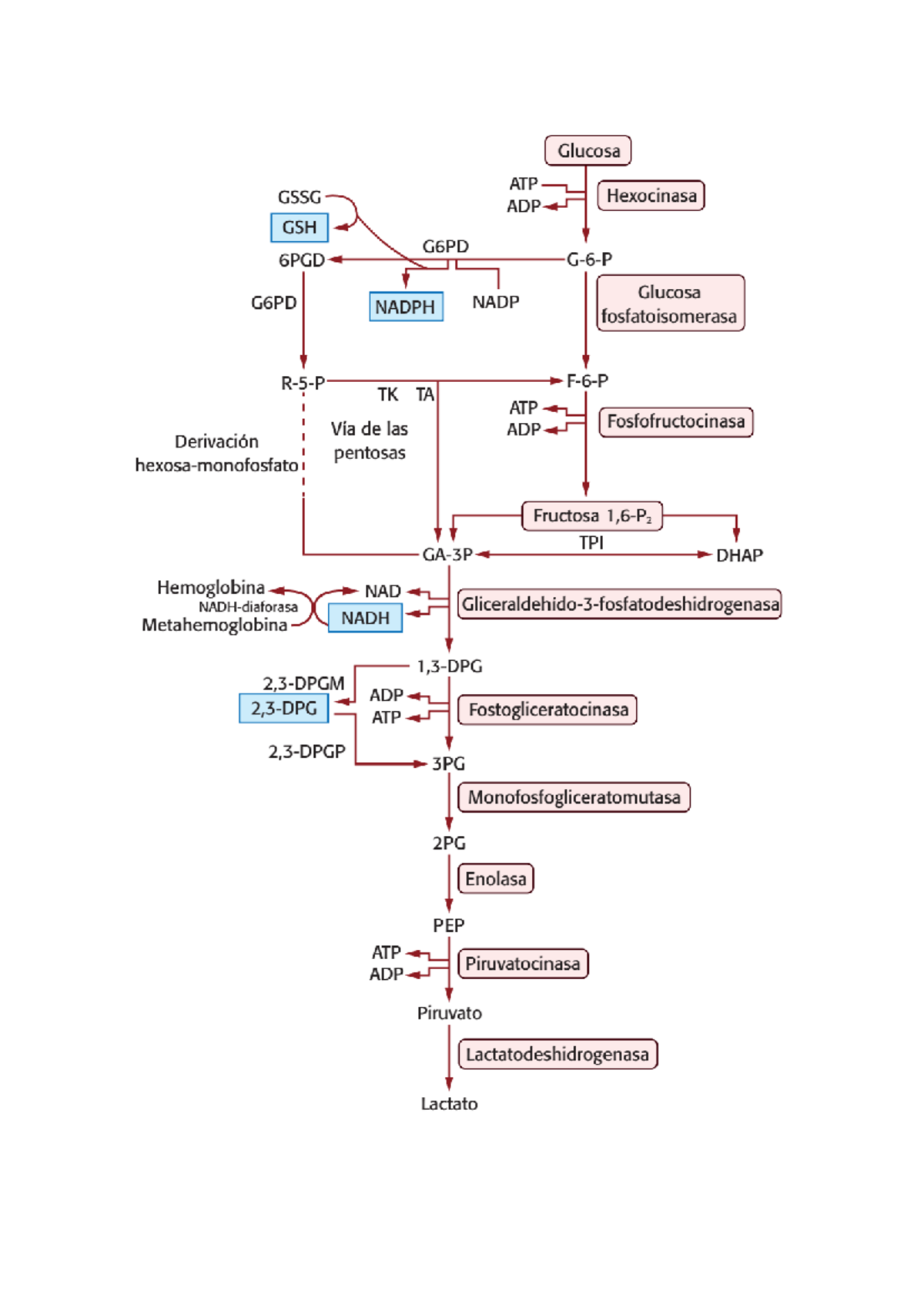 Mapa de hb - hematologia - Glucosa ATP GSSG Hexocinasa ADP GSH G6PD ...