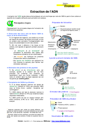 Chapitre 2. Monohybridisme - Monohybridisme Le gène est l’unité ...