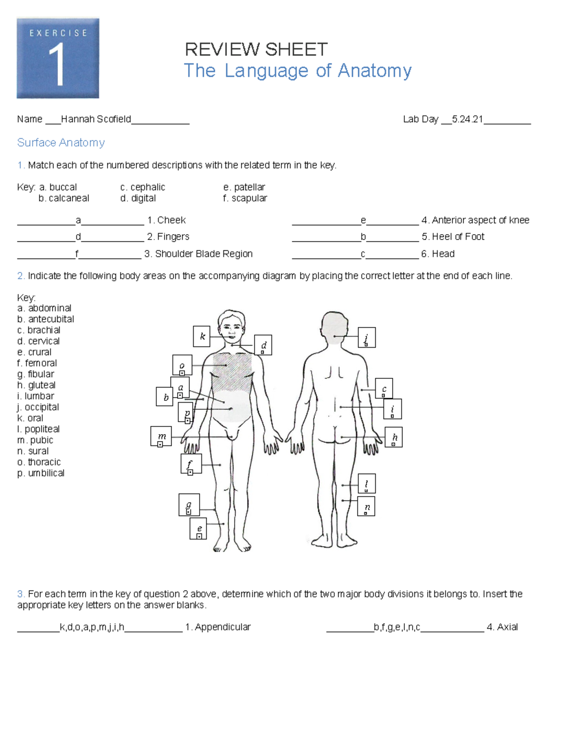 Anatomical Language Sheet - REVIEW SHEET The Language of Anatomy Name ...