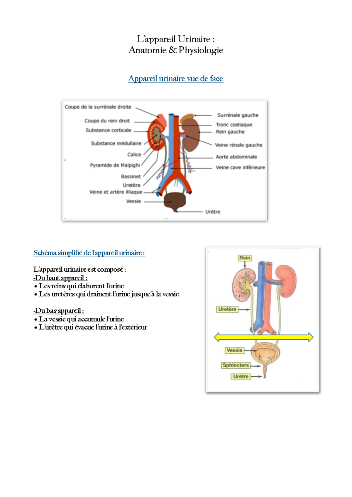 L'appareil Urinaire - L’appareil Urinaire : Anatomie & Physiologie ...