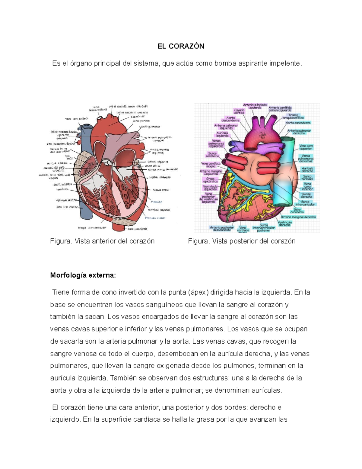 EL Corazón. atlas - EL CORAZÓN Es el órgano principal del sistema, que ...