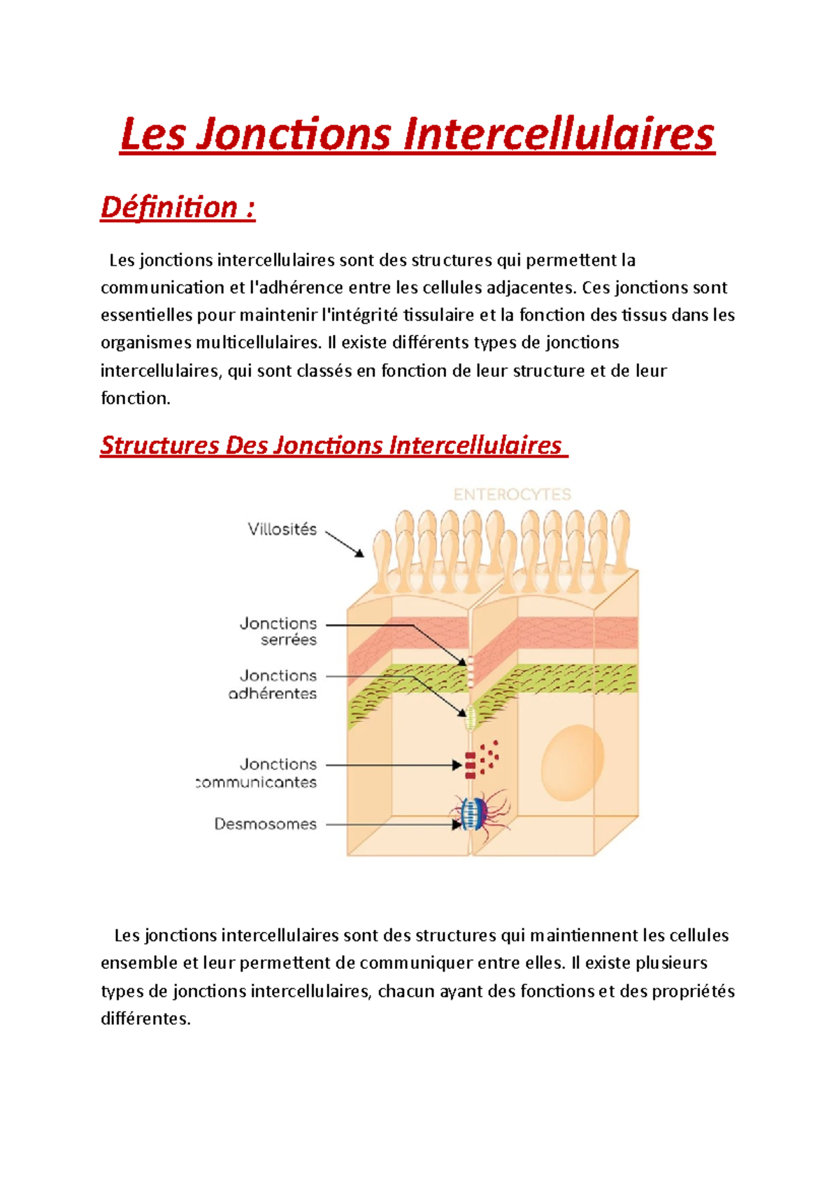 Les jonctions intercellulaires - Ces jonctions sont essentielles pour ...