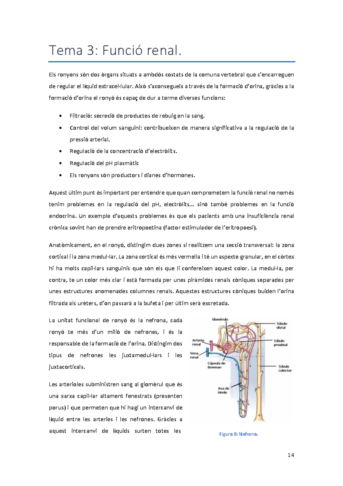 Tema 3 - Tema 3: renal. Els ronyons dos situats a costats de la comuna ...