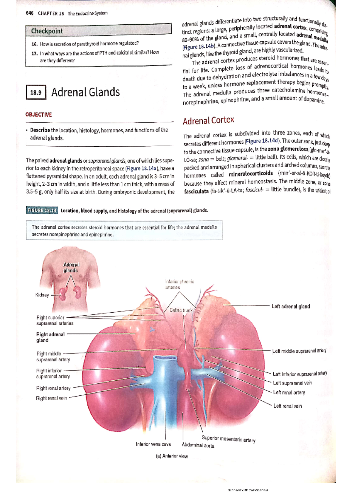 Adrenal glands, principles of anatomy and physiology - Medical ...