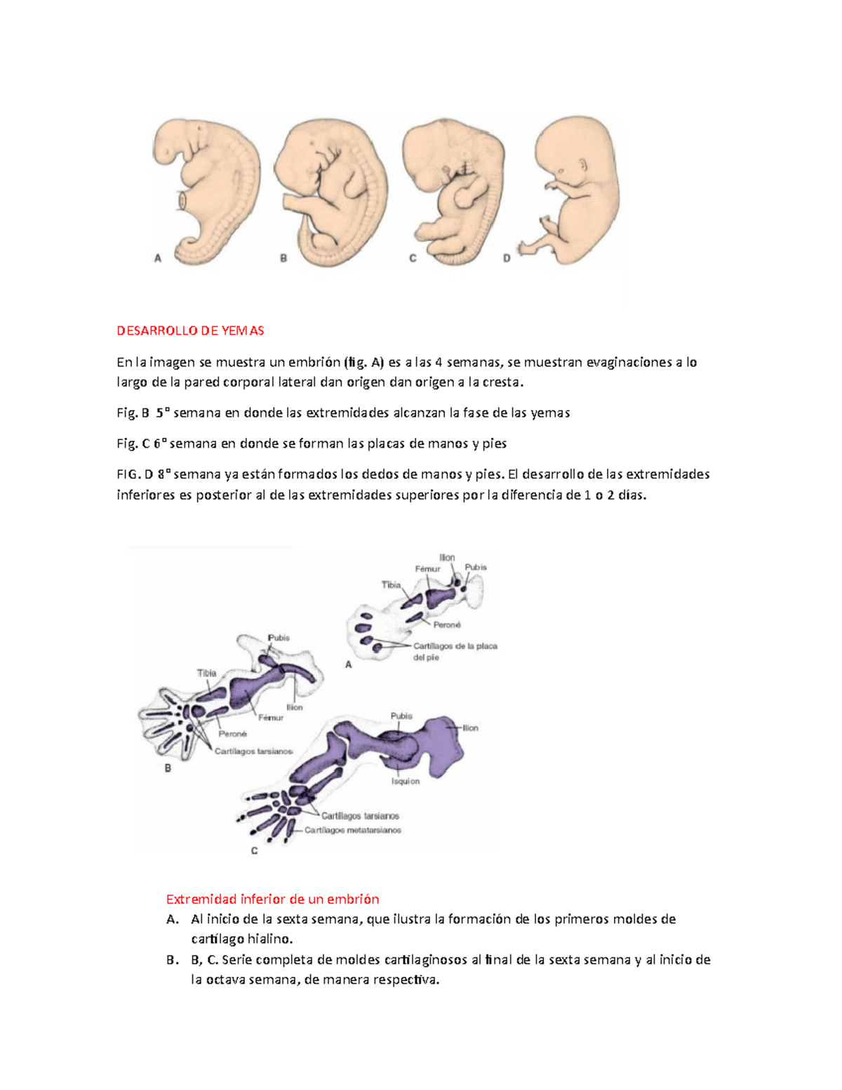 Desarrollo DE Extremidades - DESARROLLO DE YEMAS En la imagen se ...