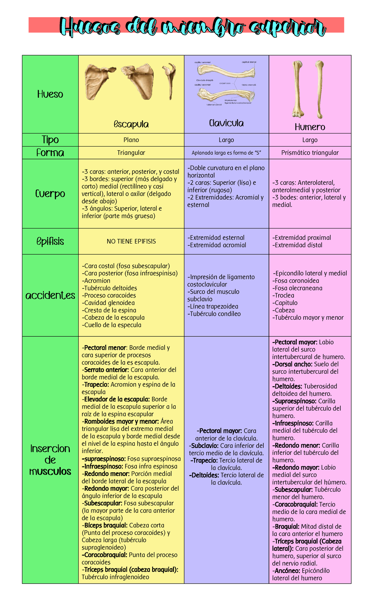 Cuadro Huesos MS - Warning: TT: undefined function: 32 Plano Largo Largo Triangular Aplanada ...