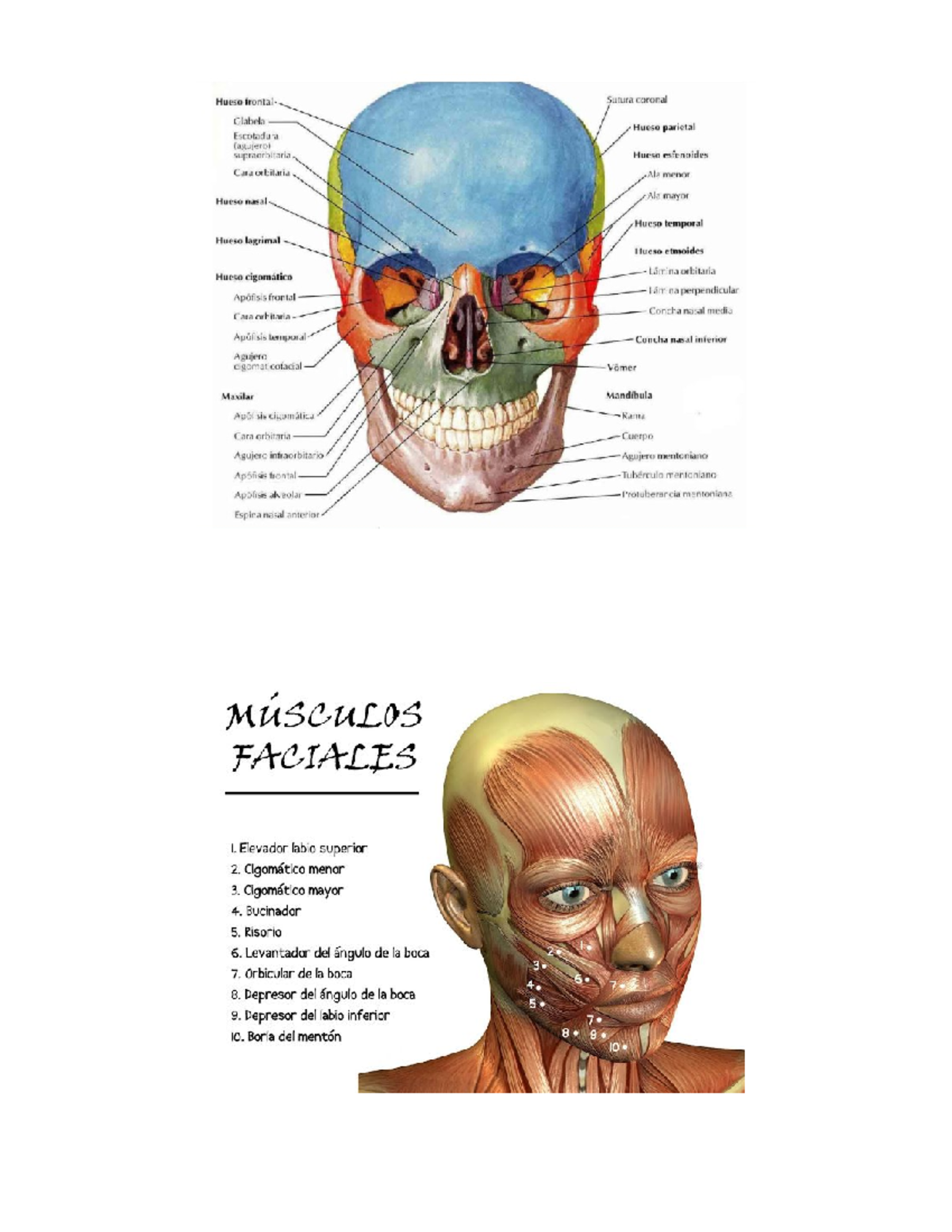IMAGÉNES ANATOMÍA DE LA CABEZA - Anatomía General - Studocu