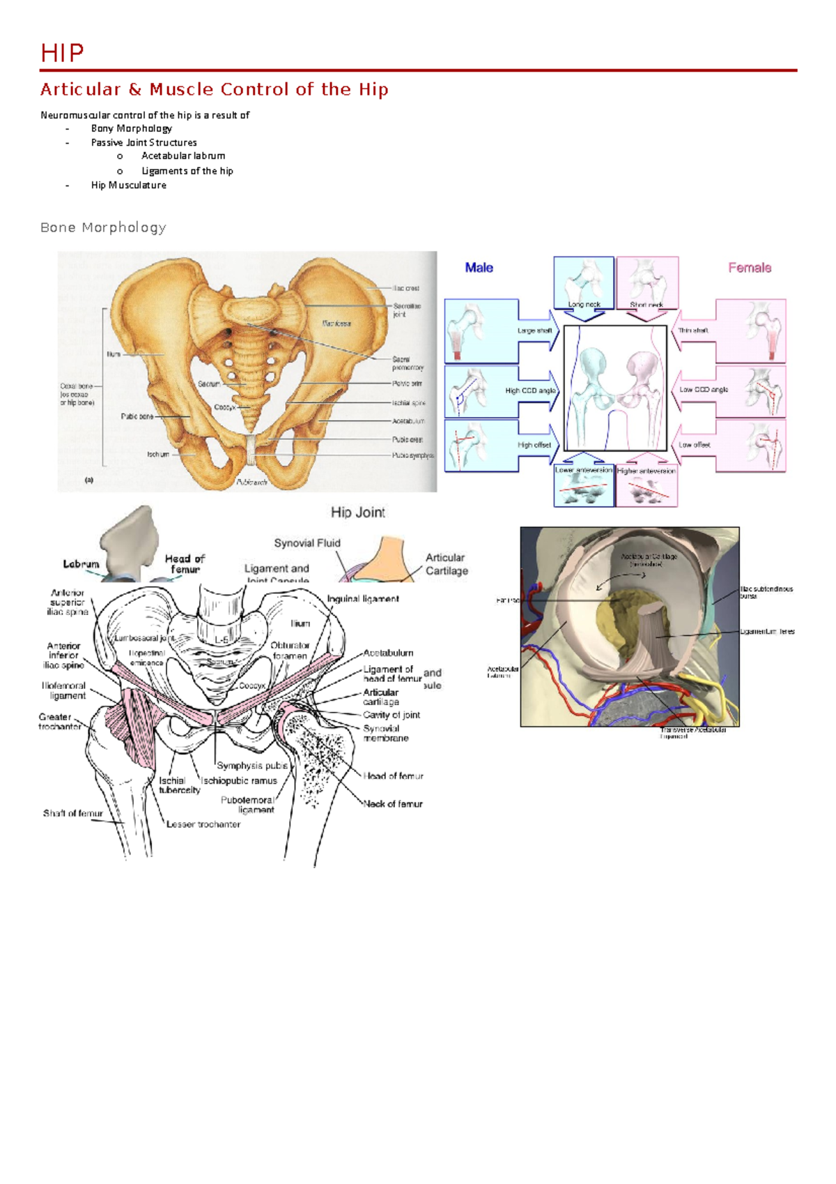8 - Hip - Extremity labs - HIP Articular & Muscle Control of the Hip ...
