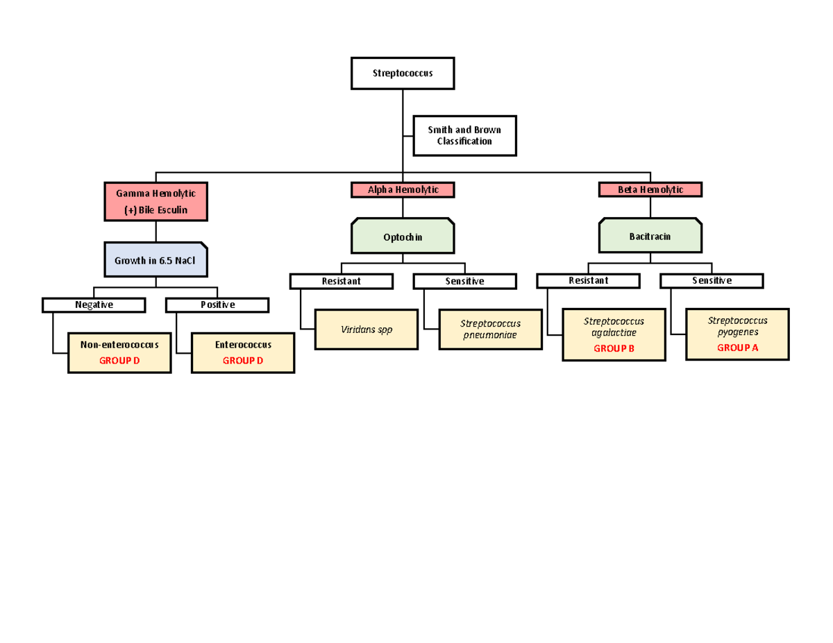 MTAP Bacte Flow chart - Streptococcus Beta Hemolytic Bacitracin ...