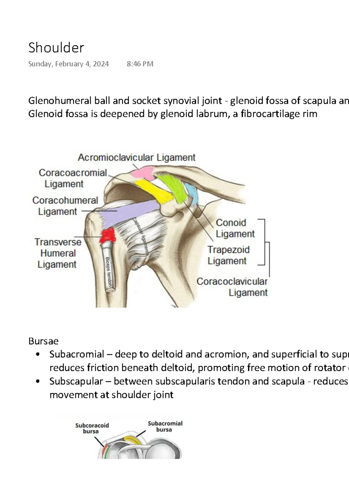 Shoulder - orthopedics clinical rotation notes - Glenohumeral ball and ...