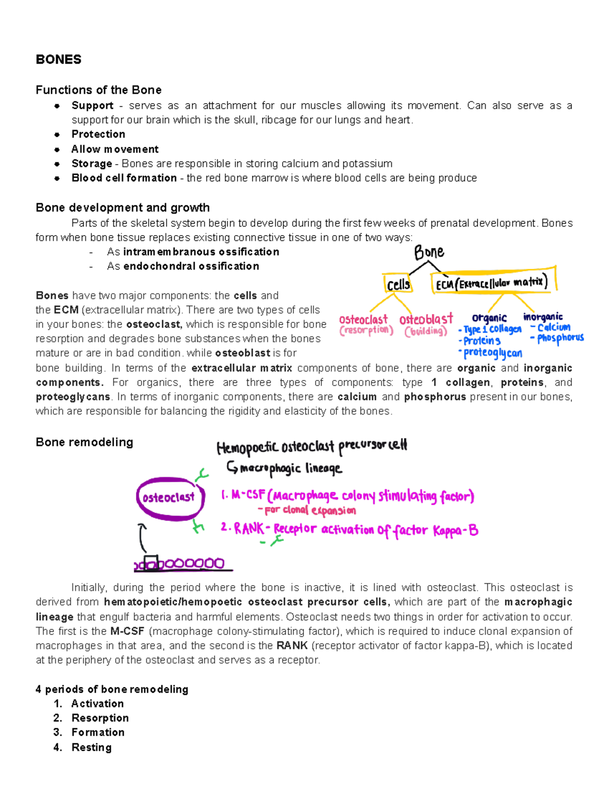 Anaphy-lec- Bones - anaphy lecture - BONES Functions of the Bone ...