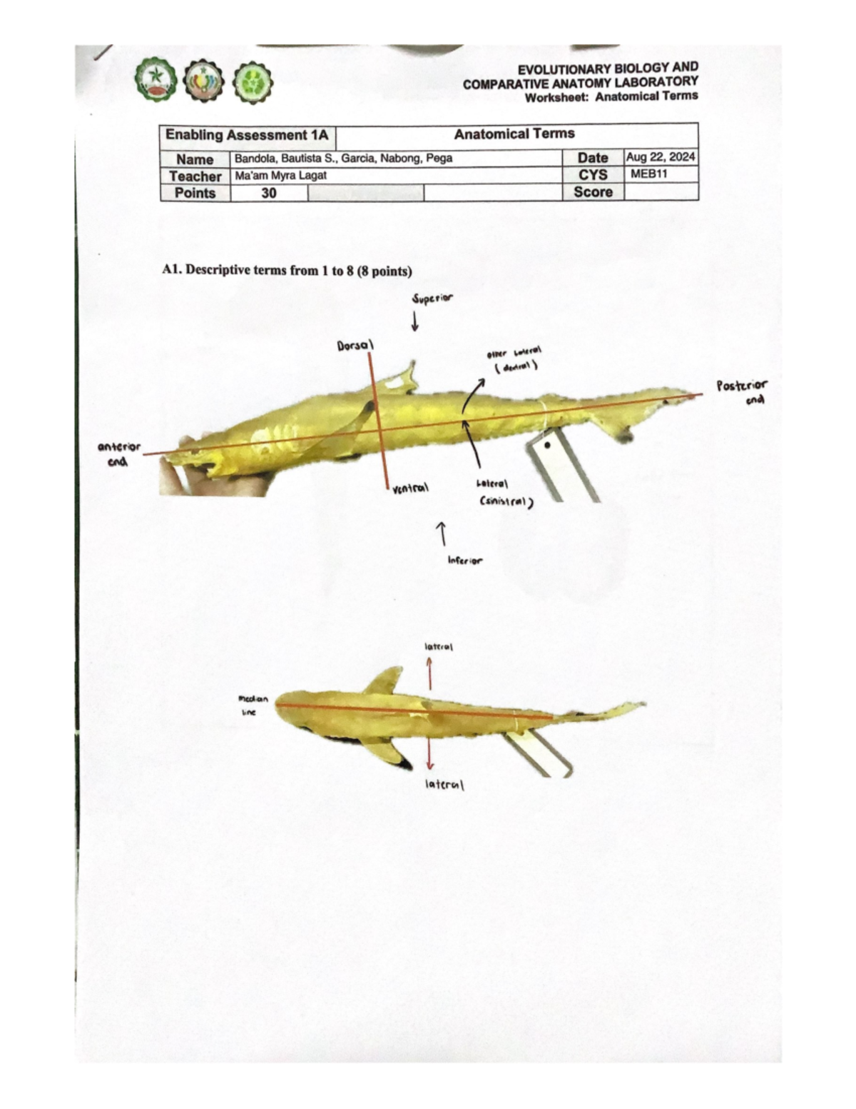 Anatomical-terms-final - EVOLUTIONARY BIOLOGY AND COMPARATIVE ANATOMY ...