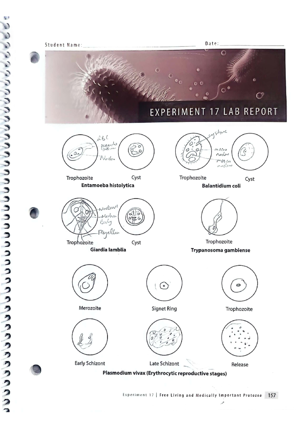 Micro bio Lab 17 - MCB2010L - Studocu