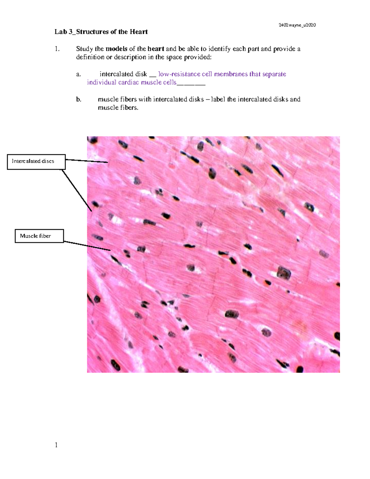 2402Lab3 heartanatomy f2020 new - Lab 3_Structures of the Heart Study ...