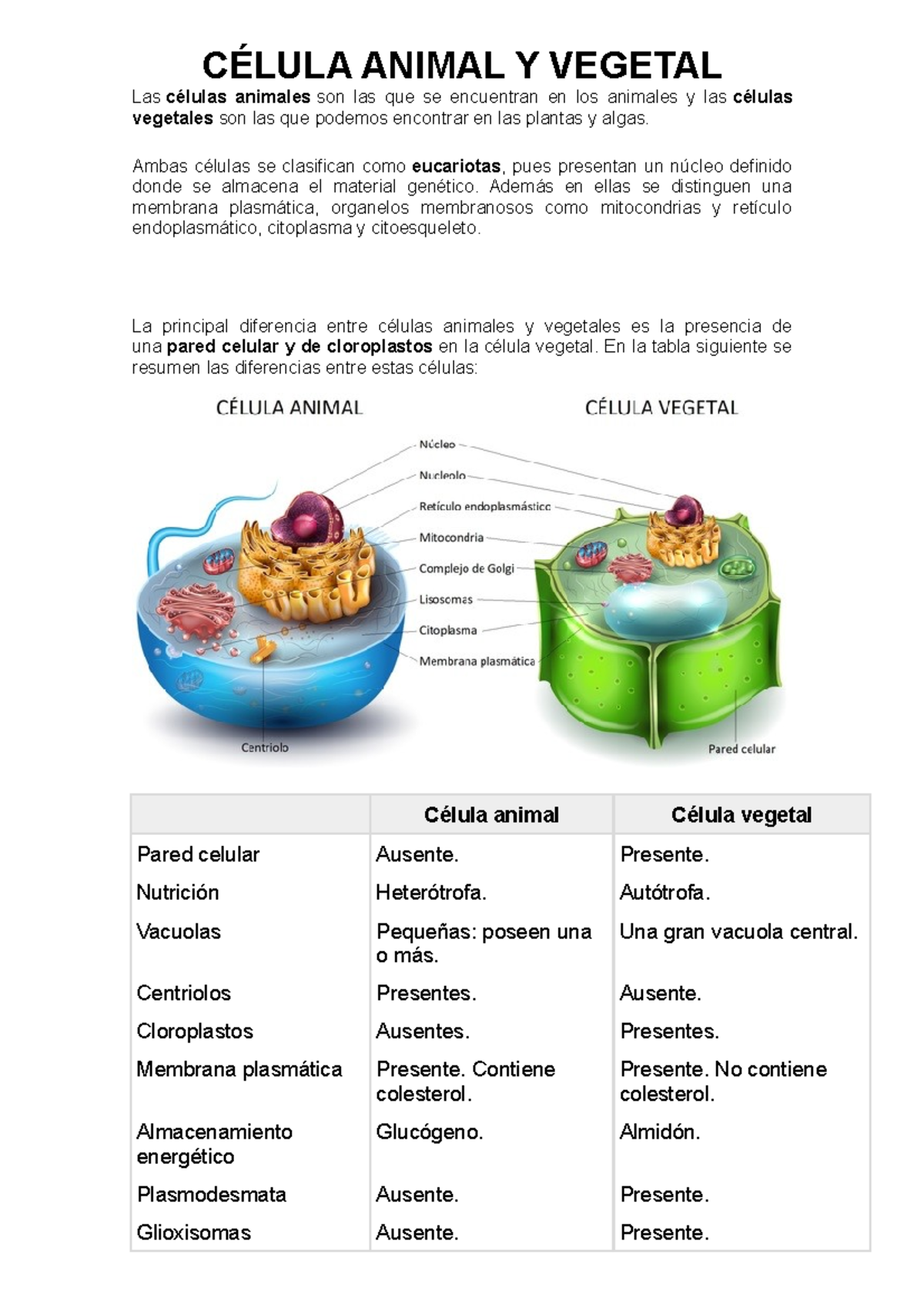 Célula Animal Y Vegetal - CÉLULA ANIMAL Y VEGETAL Las células animales ...