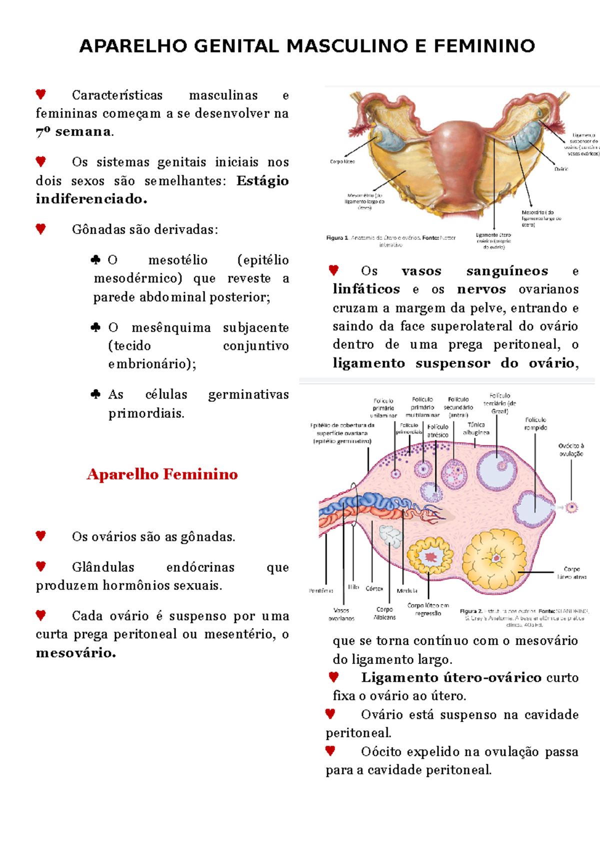 Resumo- Anatomia DOS Genitais - APARELHO GENITAL MASCULINO E FEMININO ...