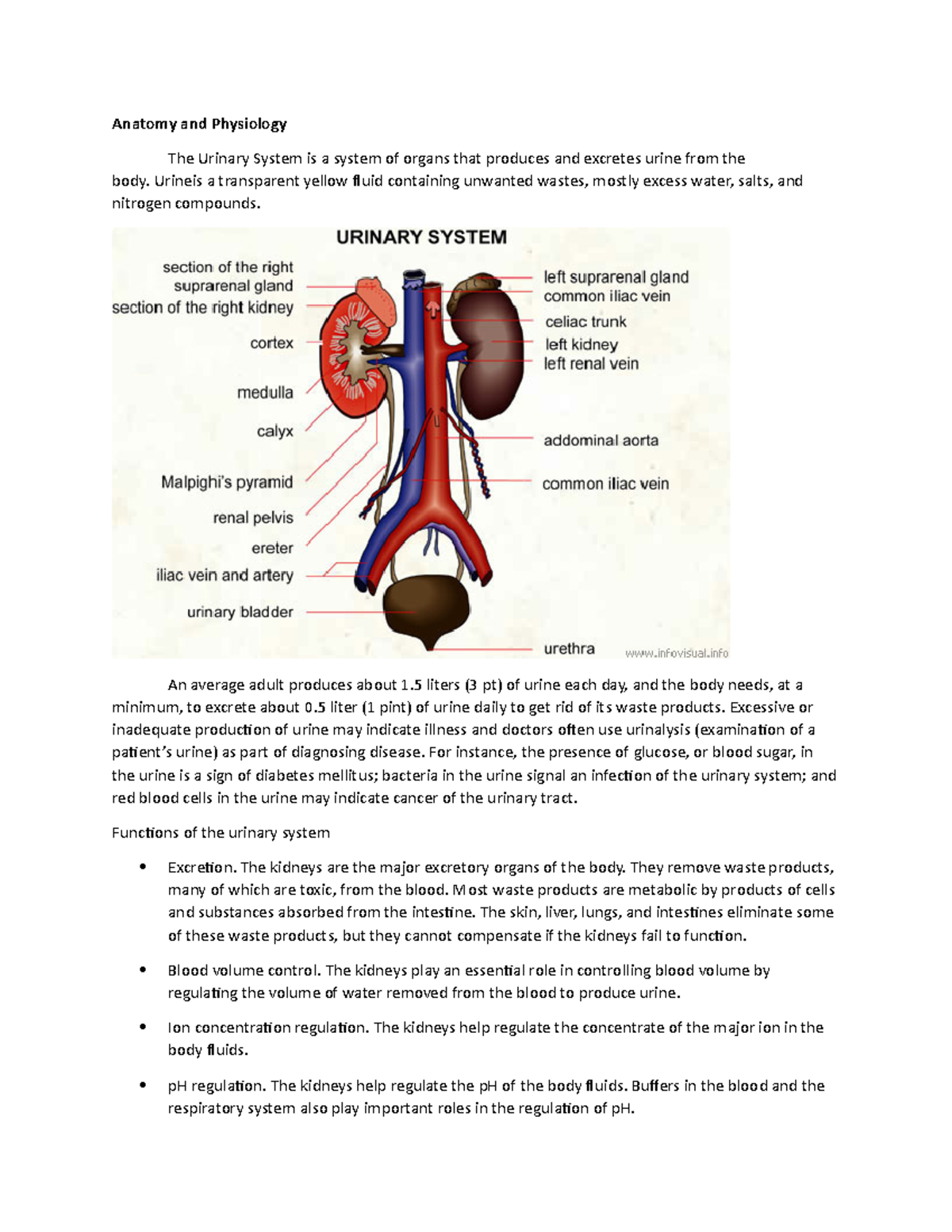 325037993 Anatomy and Physiology Gastro - Anatomy and Physiology The ...